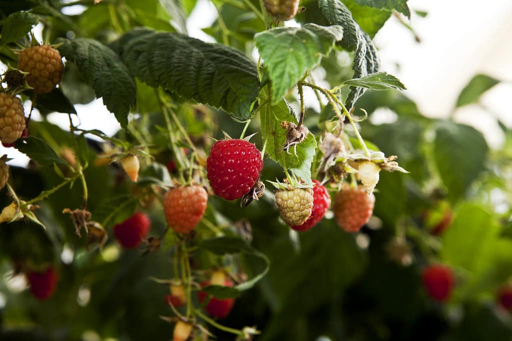 Conócenos | Agrofresas S.A